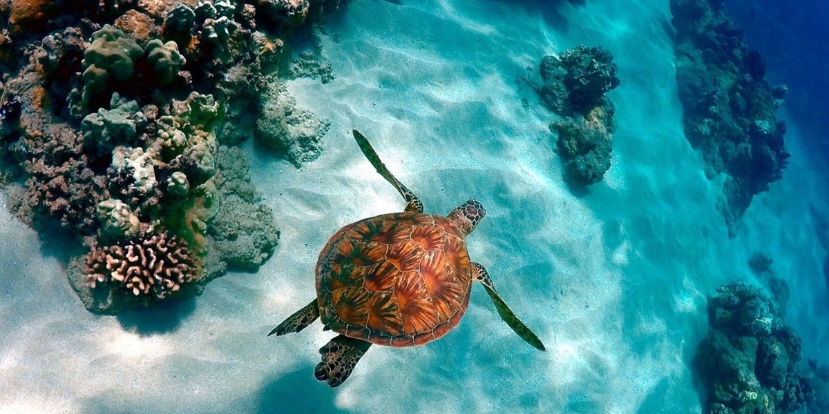 Guía completa del Parque Nacional Isla Contoy