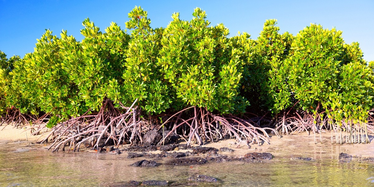 What type of mangroves are there in Isla Contoy?