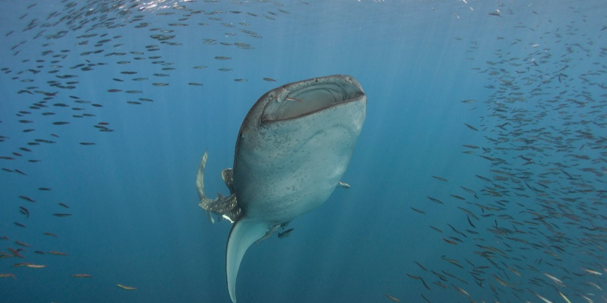 10 fun facts you didn't know about the Whale Shark