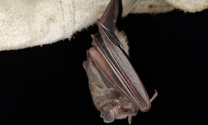 Fauna of Isla Contoy