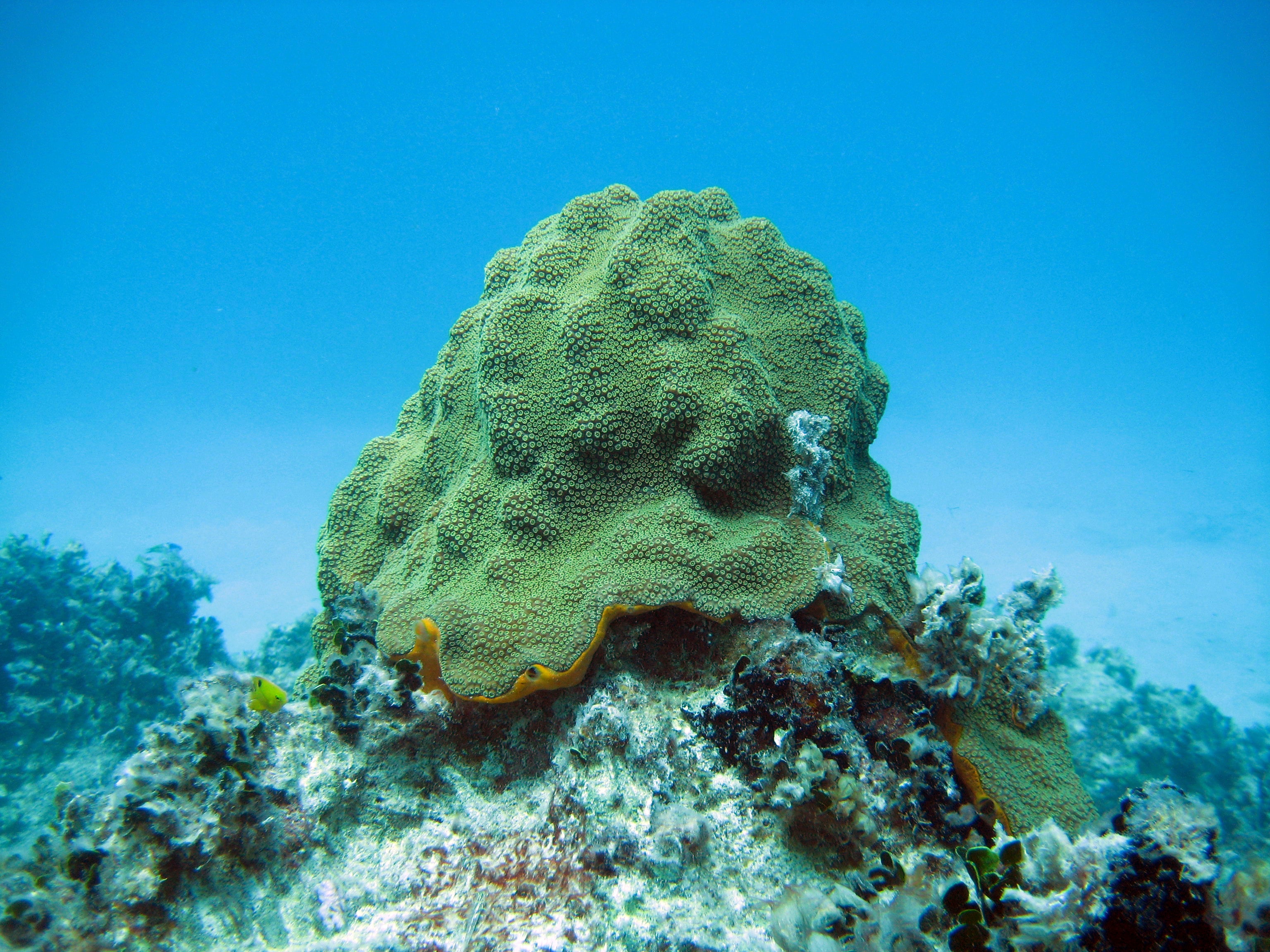MARINE LIFE OF ISLA CONTOY NATIONAL PARK