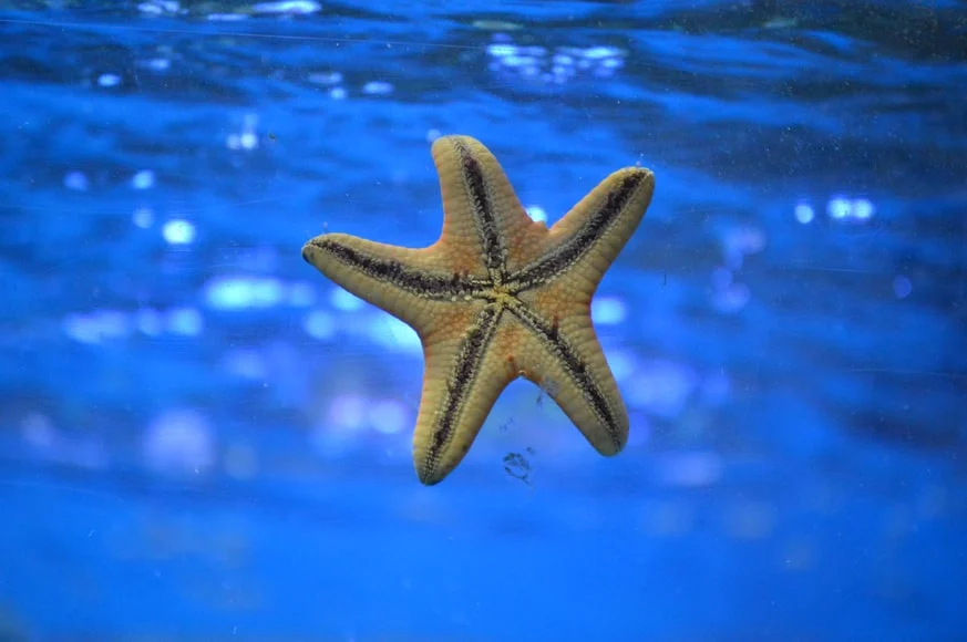The Importance of Not touch a Starfish Tips to Protecting Marine Life